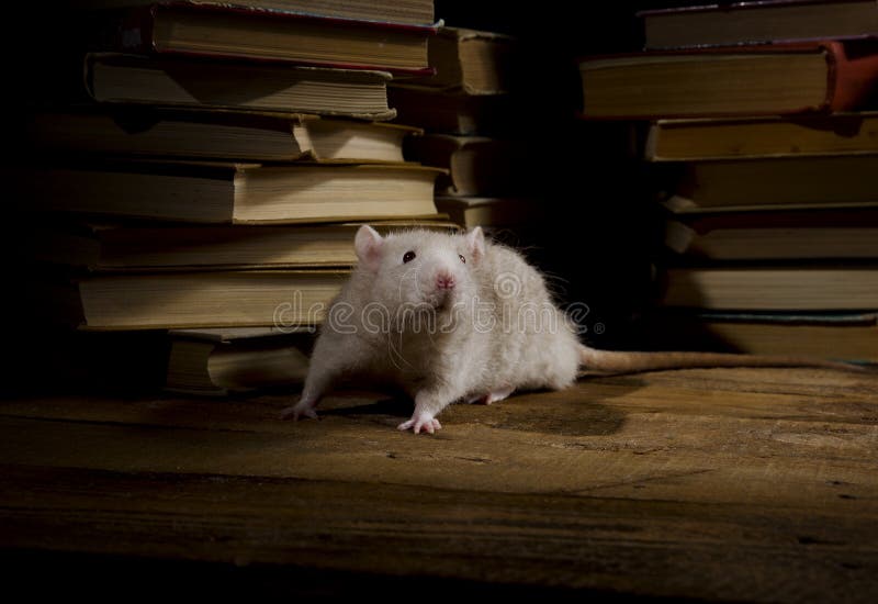 Rats and books. stock image. Image of cute, rodent, mouse - 74250391