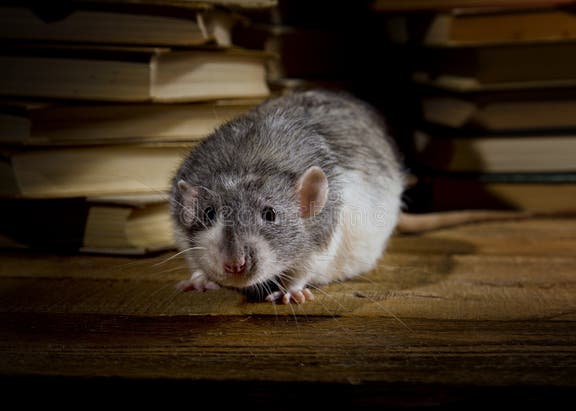 Rats and books. stock image. Image of literature, book - 74250443