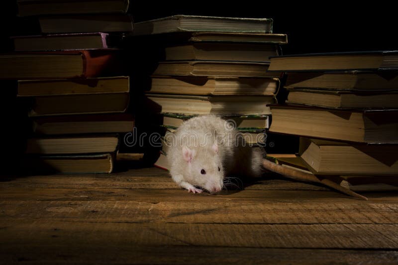 Rats and books. stock photo. Image of literature, antique - 74251708