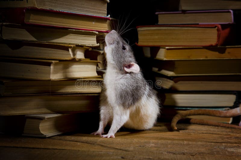 Rats and books. stock photo. Image of literature, antique - 74251708