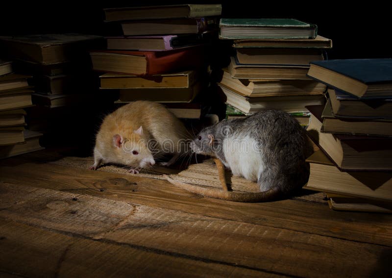 Rats and books. stock image. Image of library, reading - 74251735