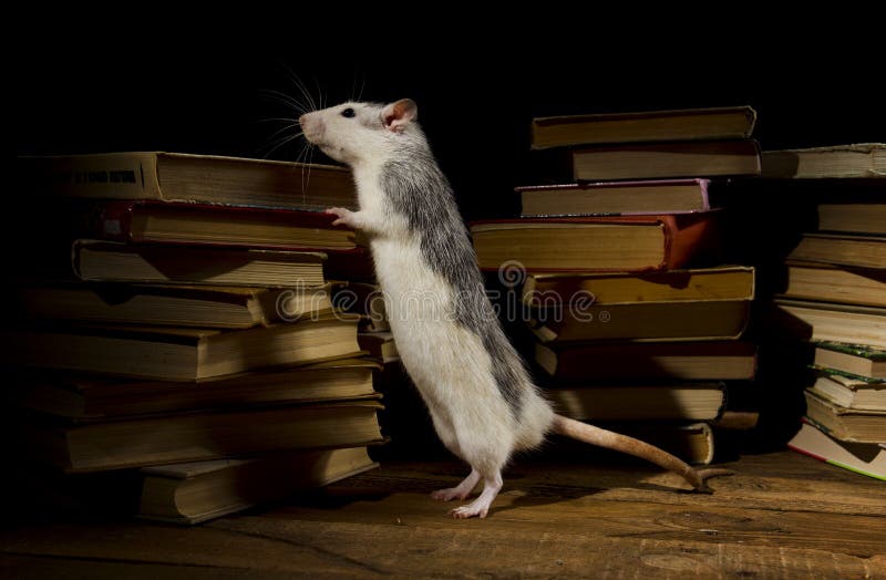 Rats and books. stock photo. Image of literature, antique - 74251708