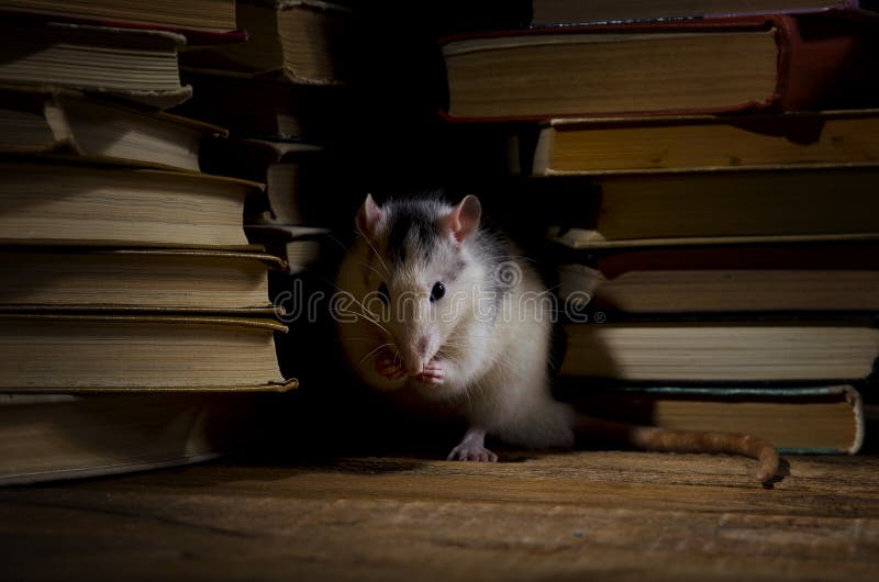 Rats and books. stock photo. Image of literature, antique - 74251708
