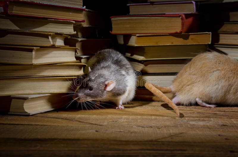 Rats and books. stock image. Image of small, domestic - 74251443