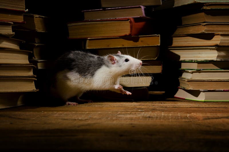 109 Cute Mouse Reading Book Stock Photos - Free & Royalty-Free Stock ...
