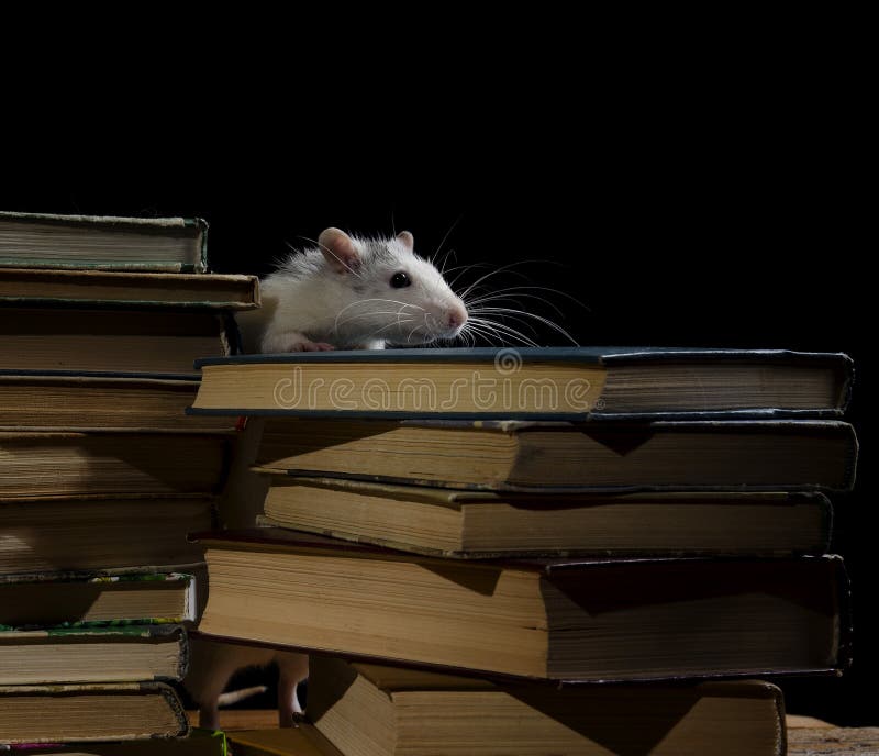 Rats and books. stock image. Image of library, reading - 74251735