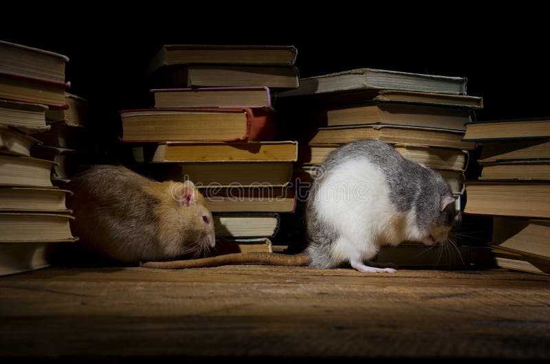 Rats and books. stock photo. Image of literature, antique - 74251708