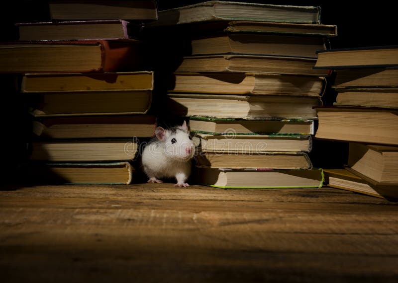 Rats and books. stock image. Image of cute, rodent, mouse - 74250391