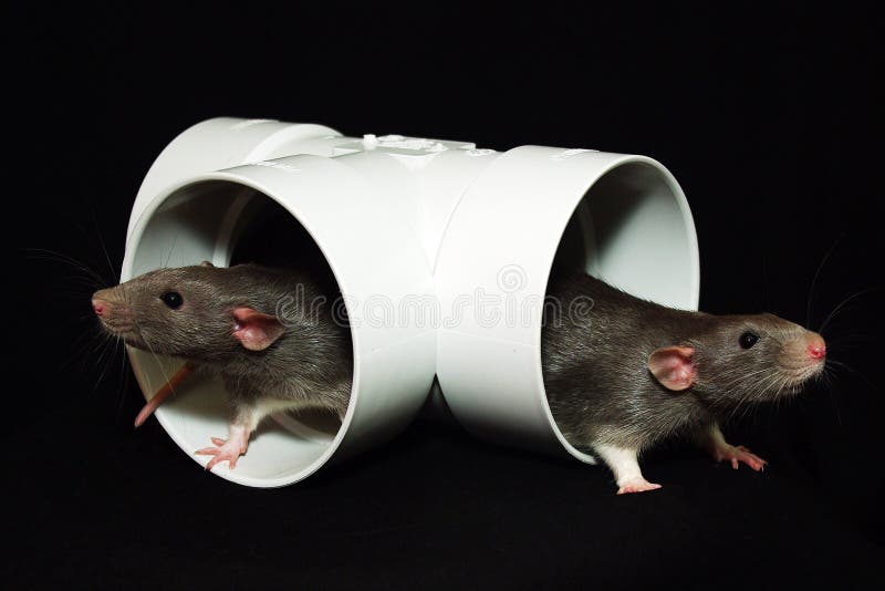Two little rats stock photo. Image of pest, white, garden - 18505528
