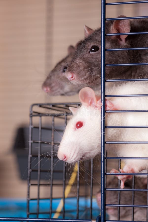 Rats in cage stock photo. Image of whisker, domestic - 18307904