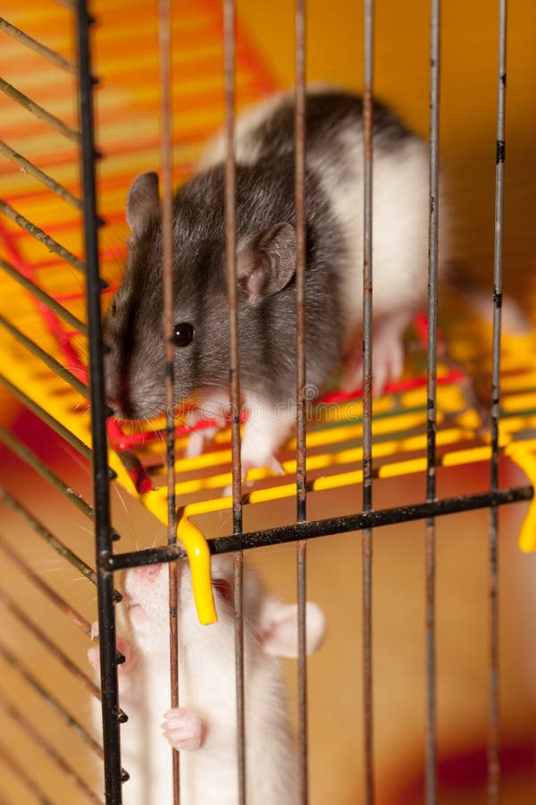 Cage with two rats stock photo. Image of tail, small - 13048966