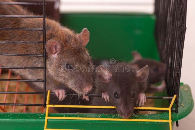 Cage with two rats stock photo. Image of tail, small - 13048966