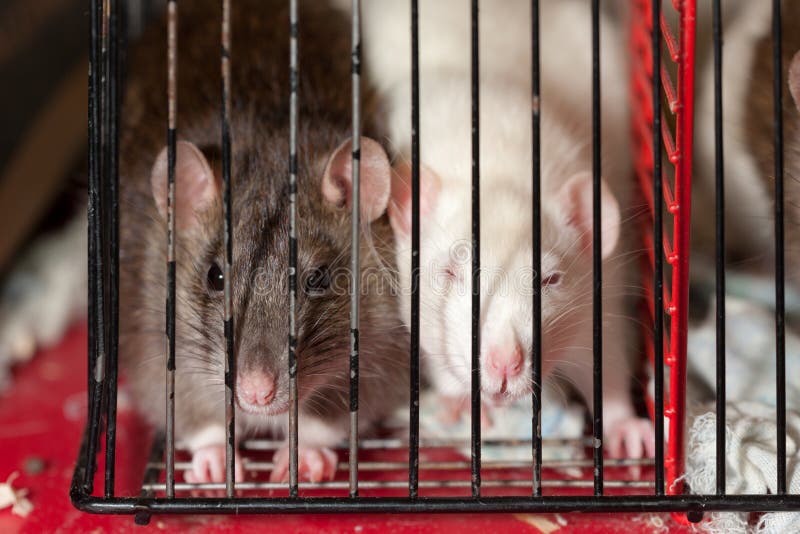 Rats in cage stock photo. Image of whisker, domestic - 18307904