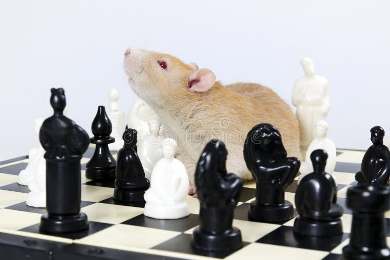 Rats and chess. stock image. Image of chess, checkmate - 75865647