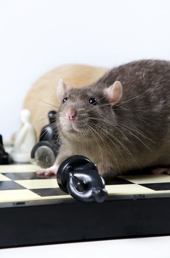 Rats and chess. stock photo. Image of winning, rodent - 75865660