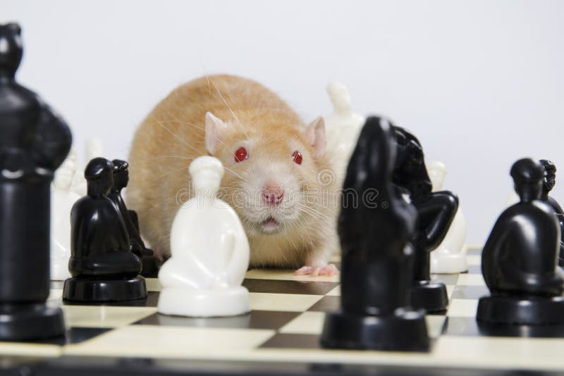 Rats and chess. stock image. Image of chess, checkmate - 75865647