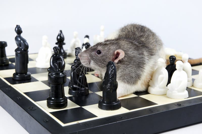Rats and chess. stock photo. Image of winning, rodent - 75865660