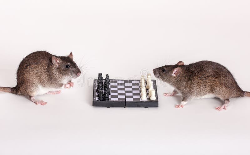 Rats and chess. stock photo. Image of winning, rodent - 75865660