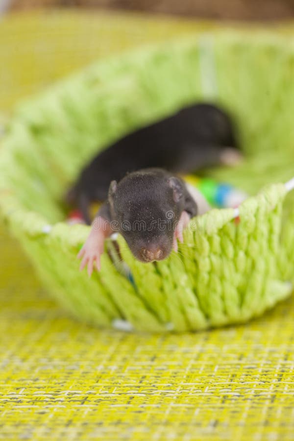 Rats Children in Green Grass Stock Image - Image of 2020, character ...