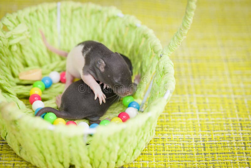 Rats Children in Green Grass Stock Photo - Image of small, friend ...