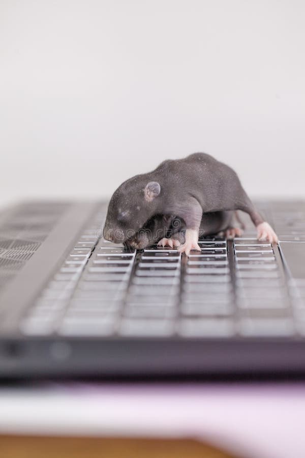 Rats and Computer Keyboard. Advanced Animals Stock Photo - Image of ...