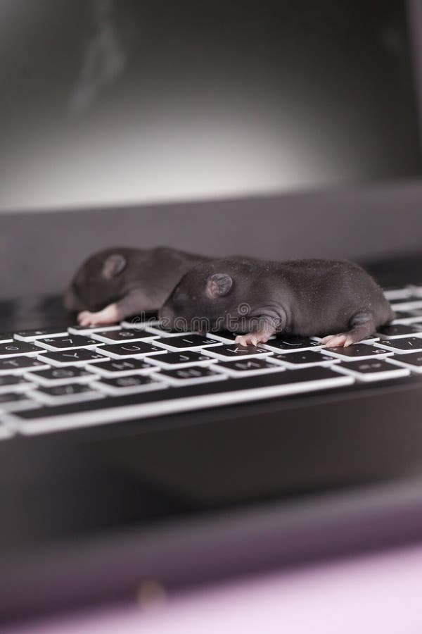 Rats and Computer Keyboard. Advanced Animals Stock Photo - Image of ...