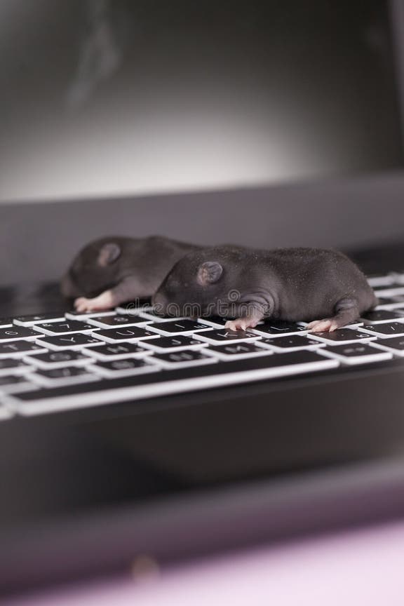 Rats and Computer Keyboard. Advanced Animals Stock Image - Image of ...