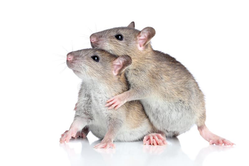Rats Cuddling on a White Background Stock Image - Image of furry ...