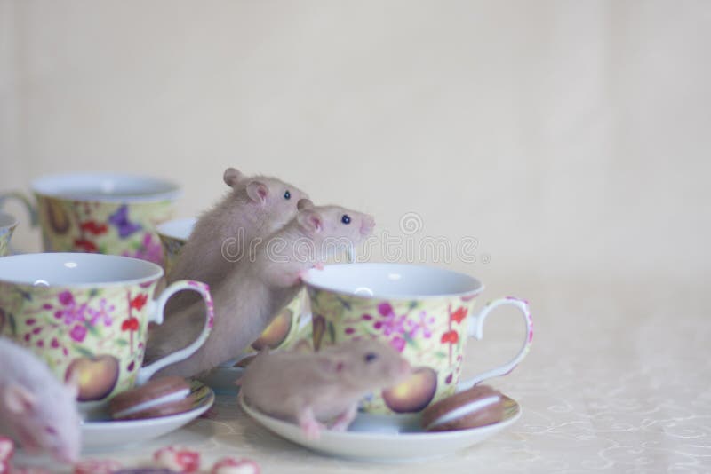 Rats among cups of tea and stock image. Image of fulminant - 173564289