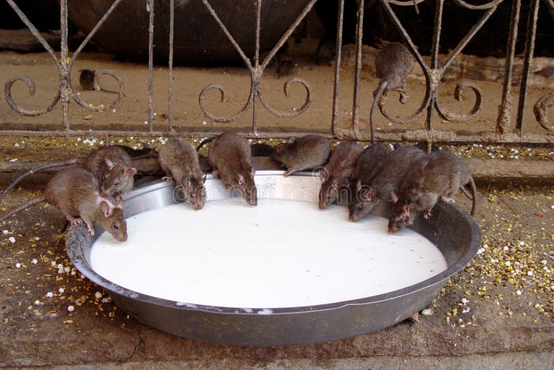 L'Inde - temple de rat photo stock. Image du religieux - 14901904