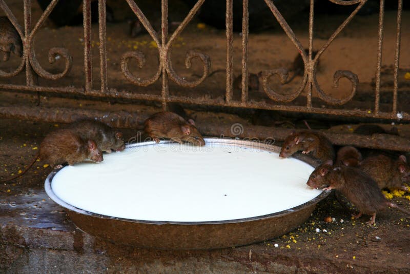 Sacred rats drinking milk stock image. Image of help, awful - 3397507