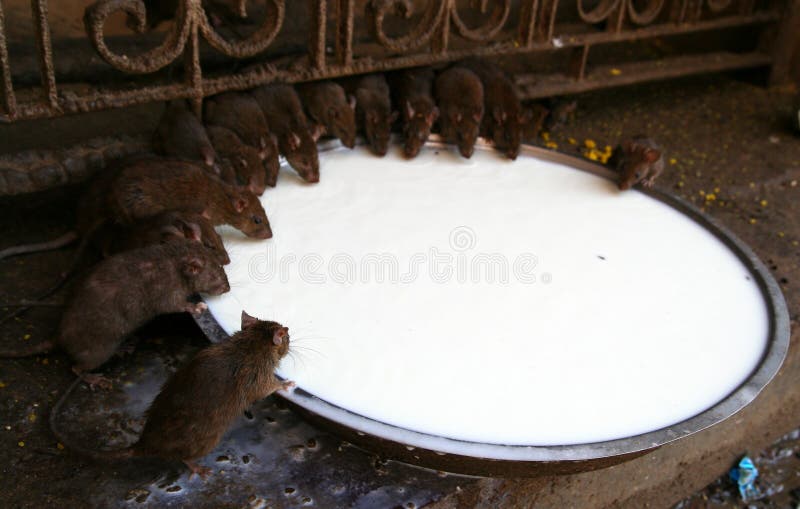 Rats drinking milk stock image. Image of mata, deshnoke - 28411479