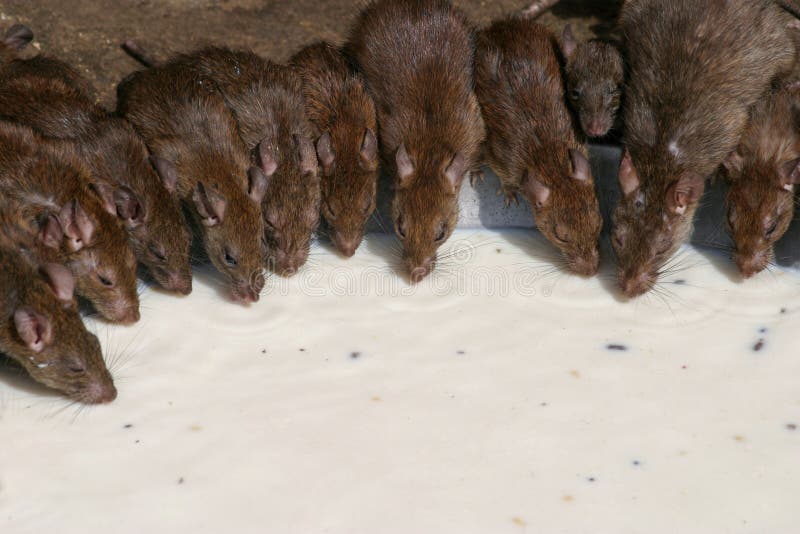 Rats Drinking Milk at the Rat Temple Stock Image - Image of rats, karni ...