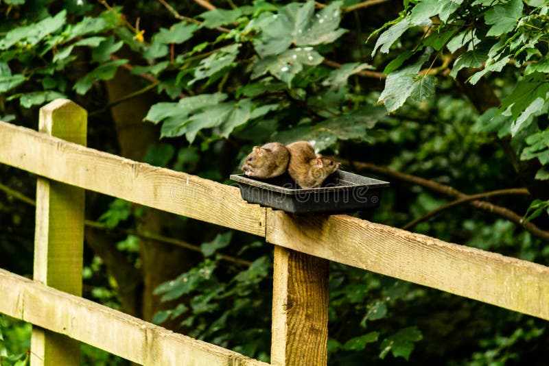Rats Feeding Out of Feeders Stock Photo - Image of feeders, clime ...