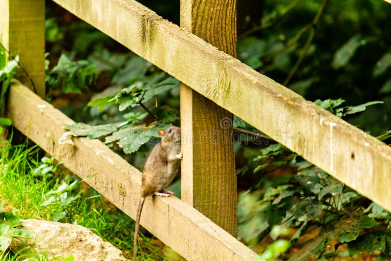 Rats Feeding Out of Feeders Stock Photo - Image of ladybower, feeding ...