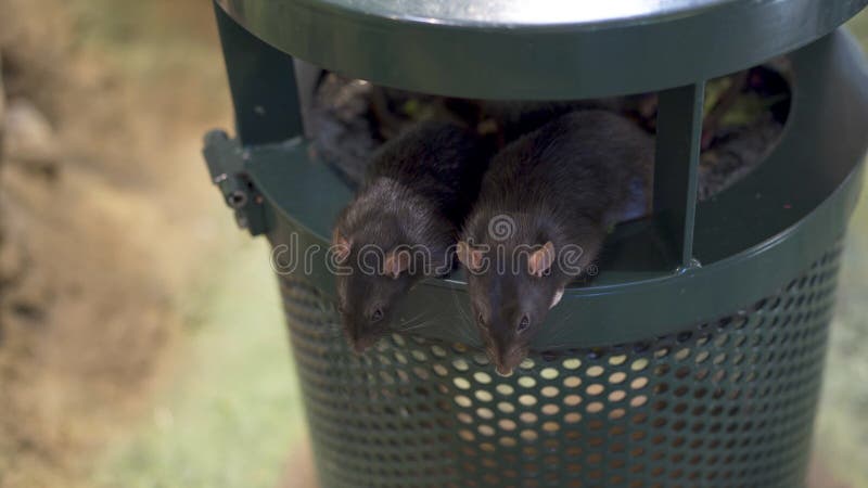 Rats Living in Garbage Trash Can Stock Video - Video of living ...