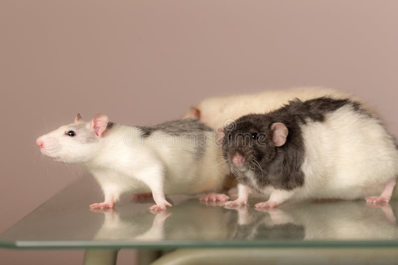 Rats on a glass table stock image. Image of studio, pets - 254896813