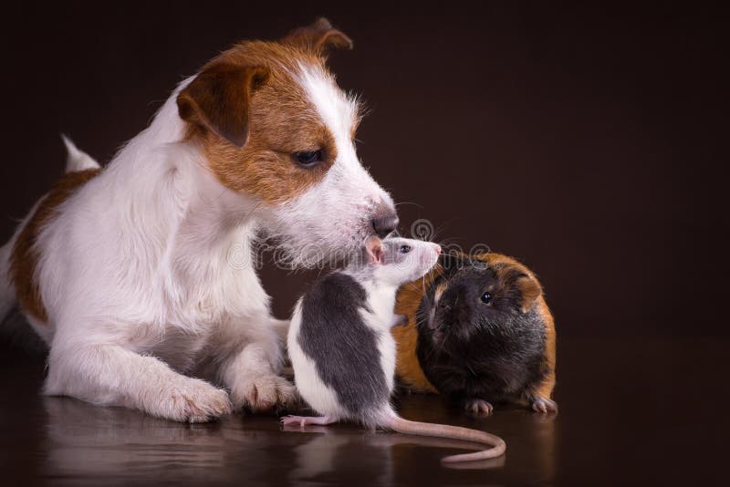 Rats and Guinea Pigs and Dog Stock Image - Image of fluffy, mammals ...