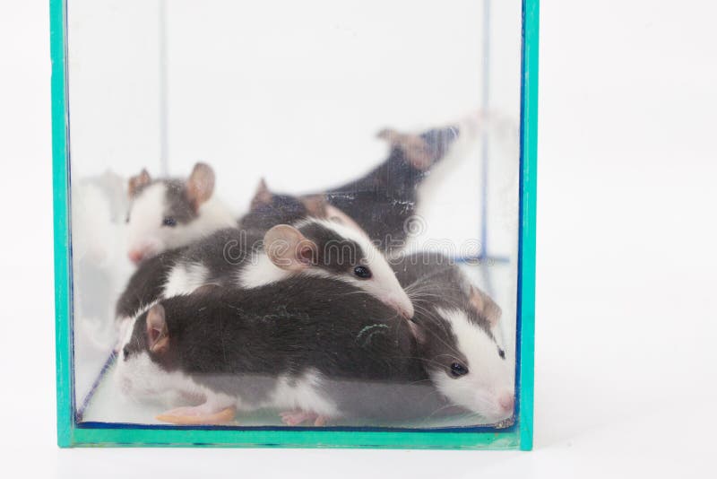 Rats on the House. the Concept of Self-isolation Stock Image - Image of ...