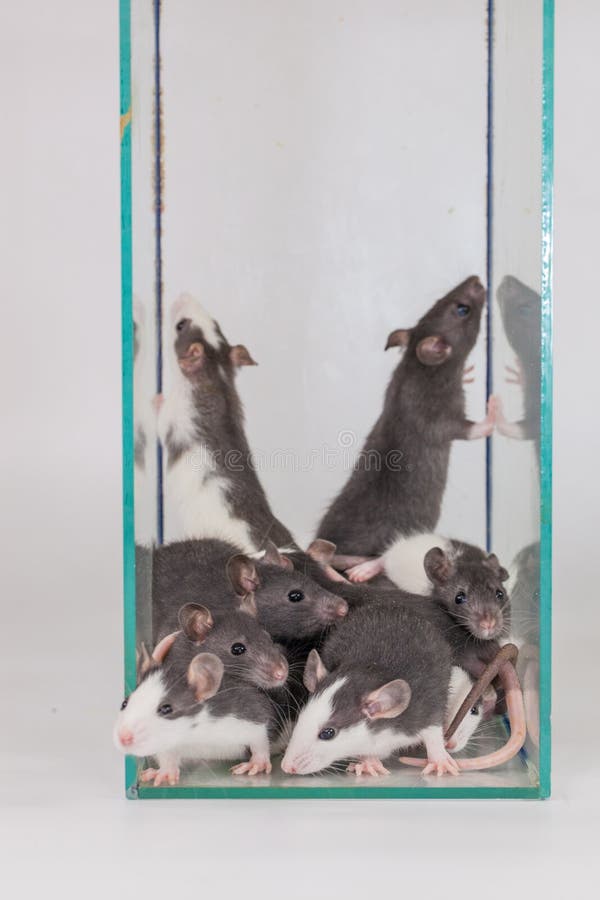 Rats on the House. the Concept of Self-isolation Stock Photo - Image of ...