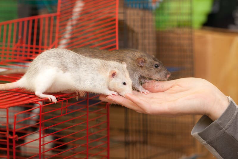 Rats and a human hand stock photo. Image of cage, rodent - 251564512