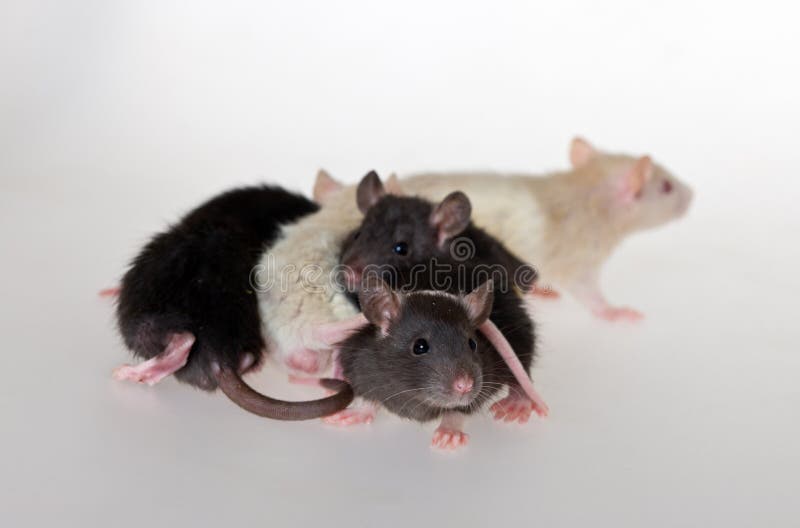 Rat domestique très jeune photo stock. Image du patte - 35042380