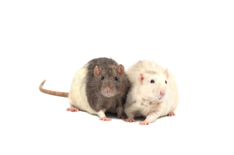 Rats Isolated on White Background. Two Rats. Stock Image - Image of ...