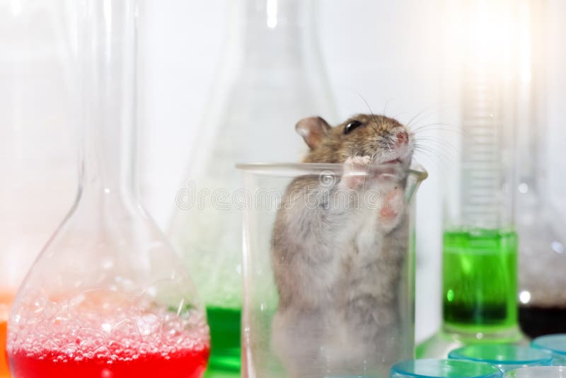Rats in laboratory stock photo. Image of animal, mice - 232302978