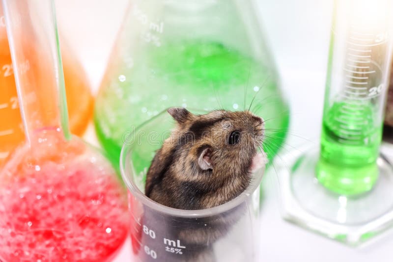 Rats in laboratory stock image. Image of clean, pest - 232302979