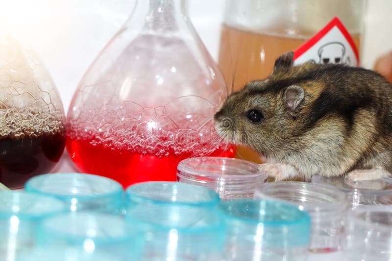 Rats in laboratory stock photo. Image of equipment, biotechnology ...