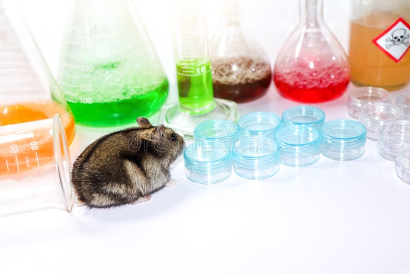 243 Rats Test Stock Photos - Free & Royalty-Free Stock Photos from ...