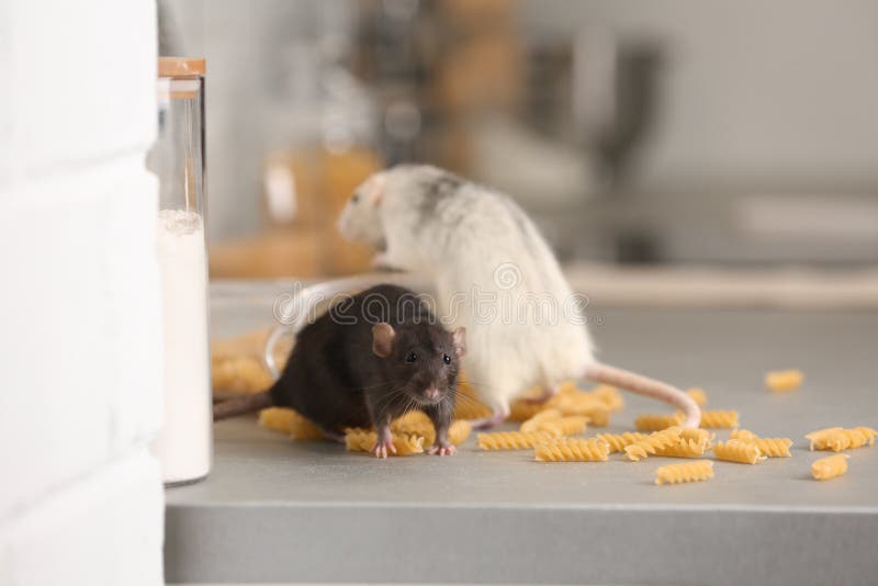 Rats Near Open Container with Pasta on Kitchen Counter Stock Photo ...
