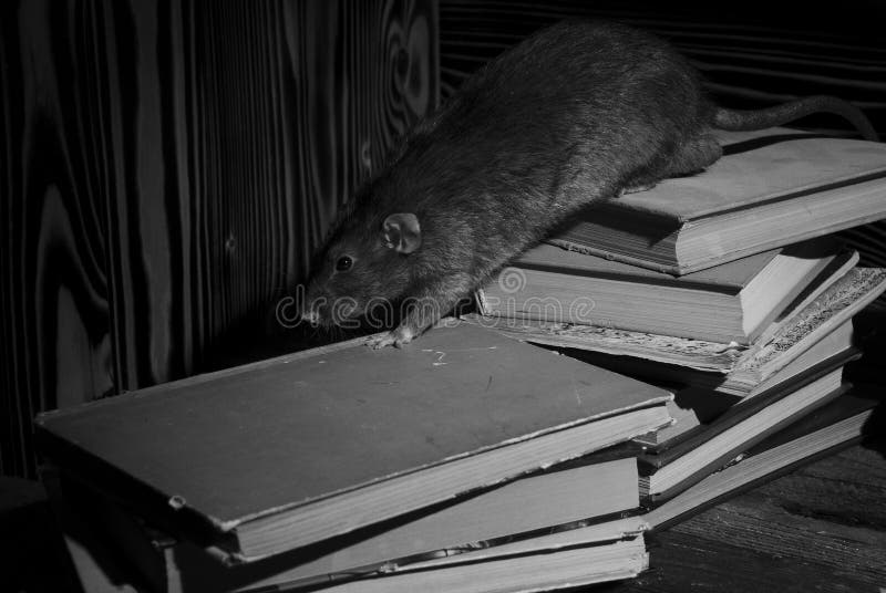 Rats and books. stock photo. Image of literature, antique - 74251708