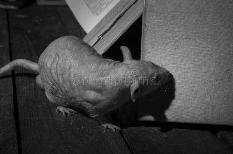 Rats and books. stock image. Image of library, reading - 74251735